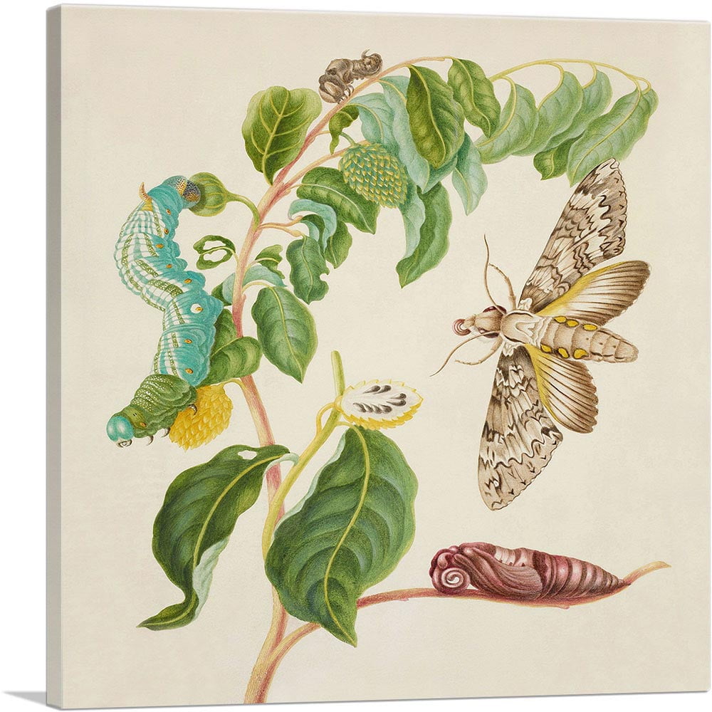 ARTCANVAS Caterpillar Chrysalis Of Cluentius Sphinx Moth Giant Sphinx ...