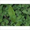 Mossy Oak BioLogic Clover Plus Food Plot Seed, 2Lbs. - Walmart.com