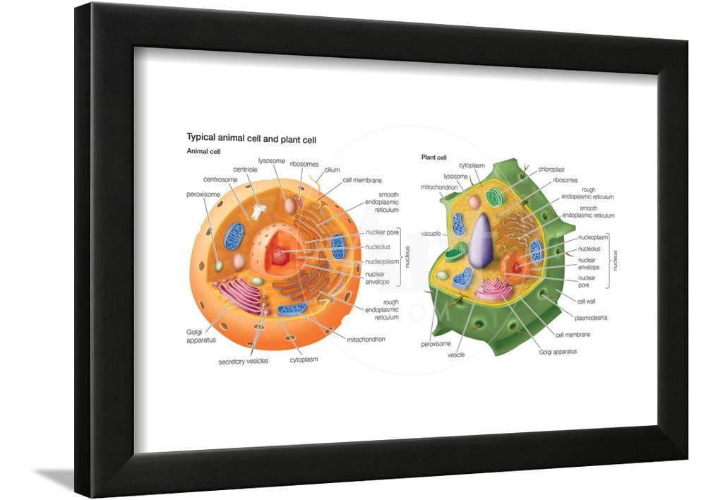 Animal Cells, Plant Cells, Eukaryotes, Biology, Framed Art Print Wall ...