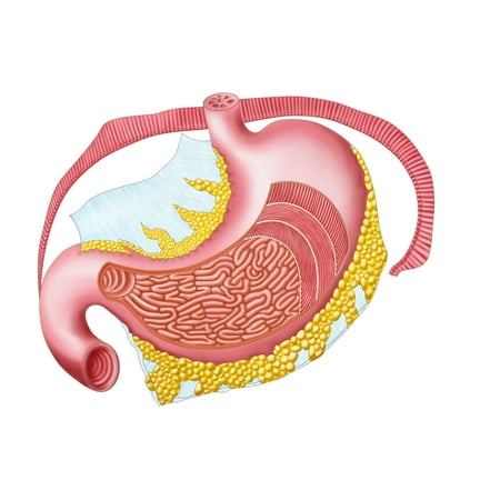 Anatomy of the human stomach Poster Print (35 x 22) | Walmart Canada