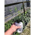 Fragrant Princess Dwarf Tea Olive ( 'Kaori Hime' osmanthus ) - Live ...