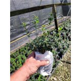 Fragrant Princess Dwarf Tea Olive ( 'Kaori Hime' osmanthus ) - Live ...