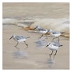Masterpiece Art Gallery Sandpiper Beach I Amber By Studio Arts Canvas ...