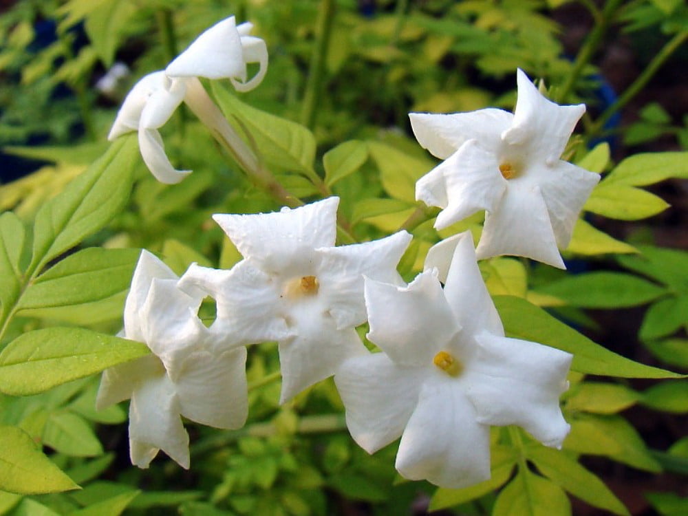 Golden Poet's Jasmine - Jasminum officinale Fiona Sunrise -Very ...
