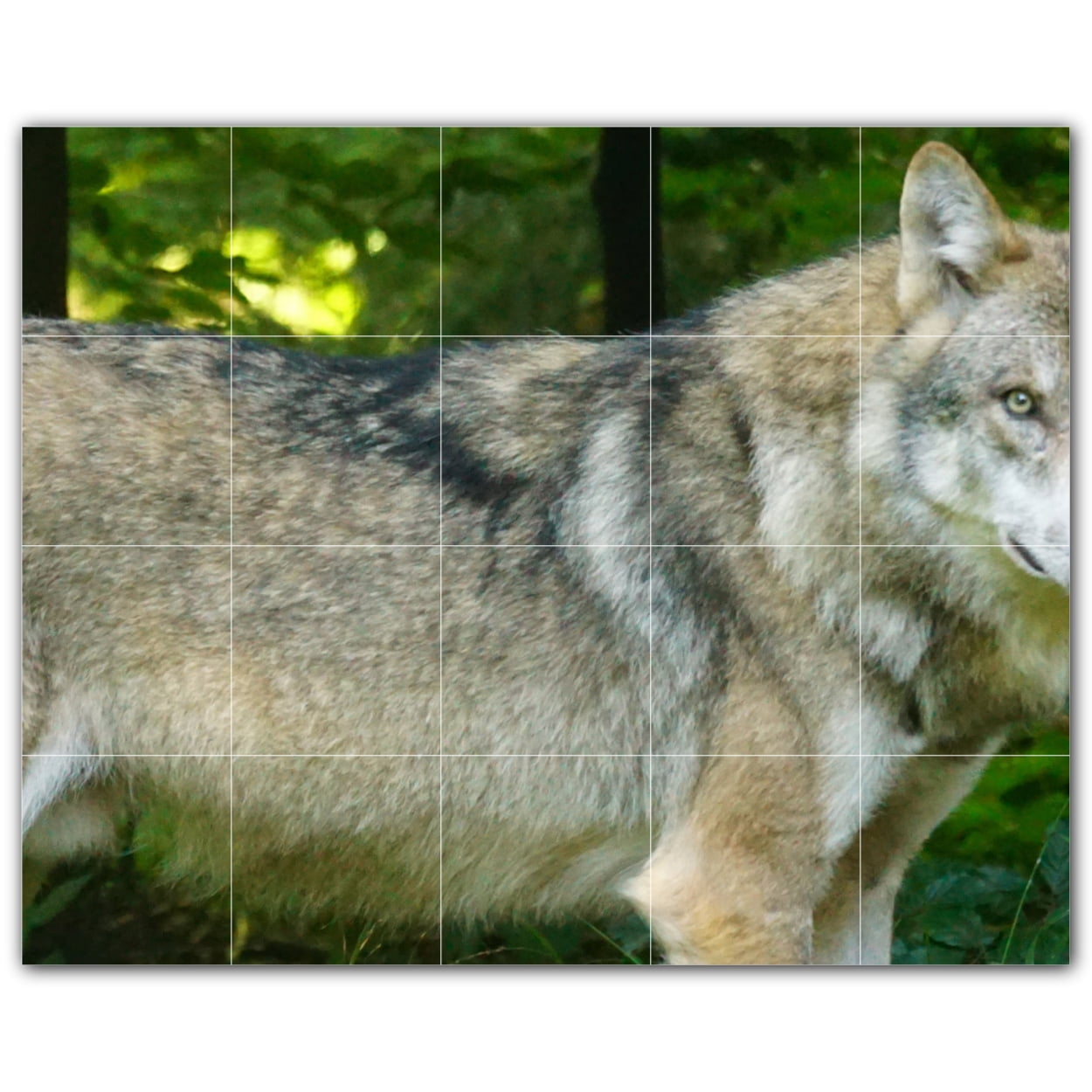 Picture-Tiles.com: Wolf Ceramic Tile Wall Mural WAL501240-54XL. 60"W x ...