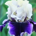 Blue Purple Iris Saplings-(Non-Artificial)-Strong Vitality Easy Grow ...