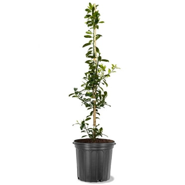 Expert Gardener 2-3 ft. tall Dura Heat River Birch Live Tree in 5 ...