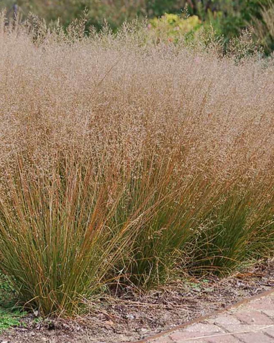 Prairie Dropseed Tara
