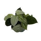 Rare Silvery Ann Philodendron - Scindapus pictus - EASY - 4" Pot ...