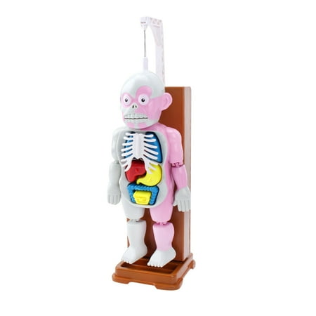 Snorda Toys Children's Toy Human Body Model 3D Human Organ Anatomical ...
