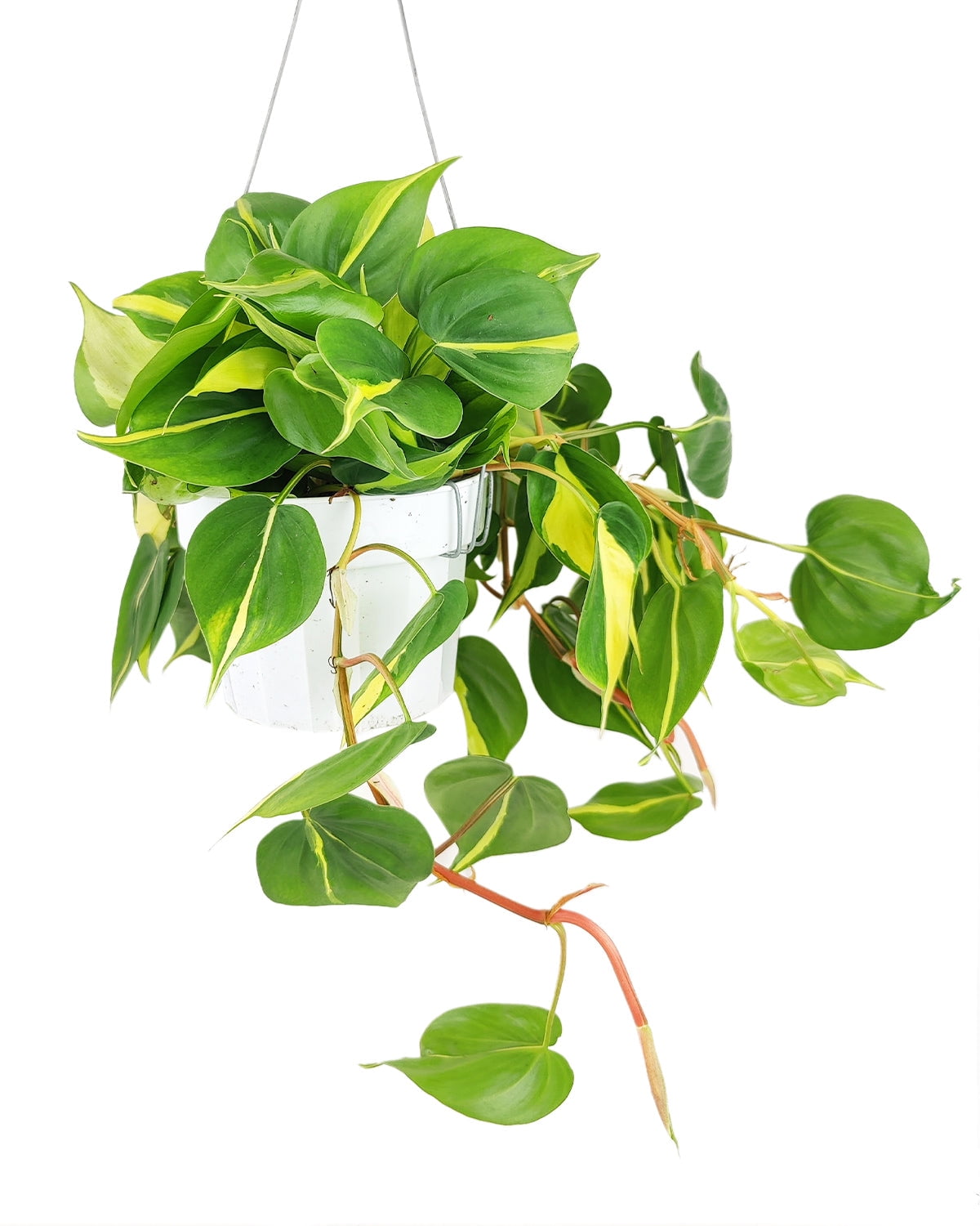 Philodendron Cordatum Brasil (6" Terracotta Pot) - Colorful Air ...