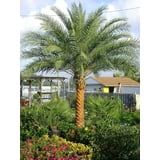 Wekiva Foliage Sylvester Palm, Live Plant in 3 Gallon Pot, Phoenix ...