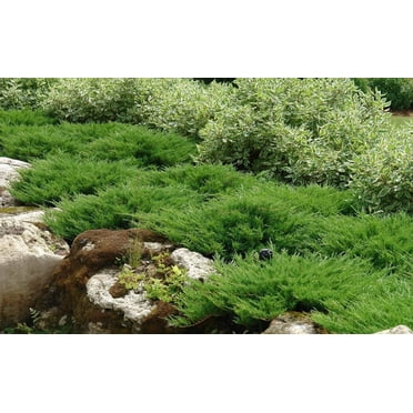 Bar Harbor Juniper 2 Extra Large 3 Gallon Plants Live Premium Evergreen ...