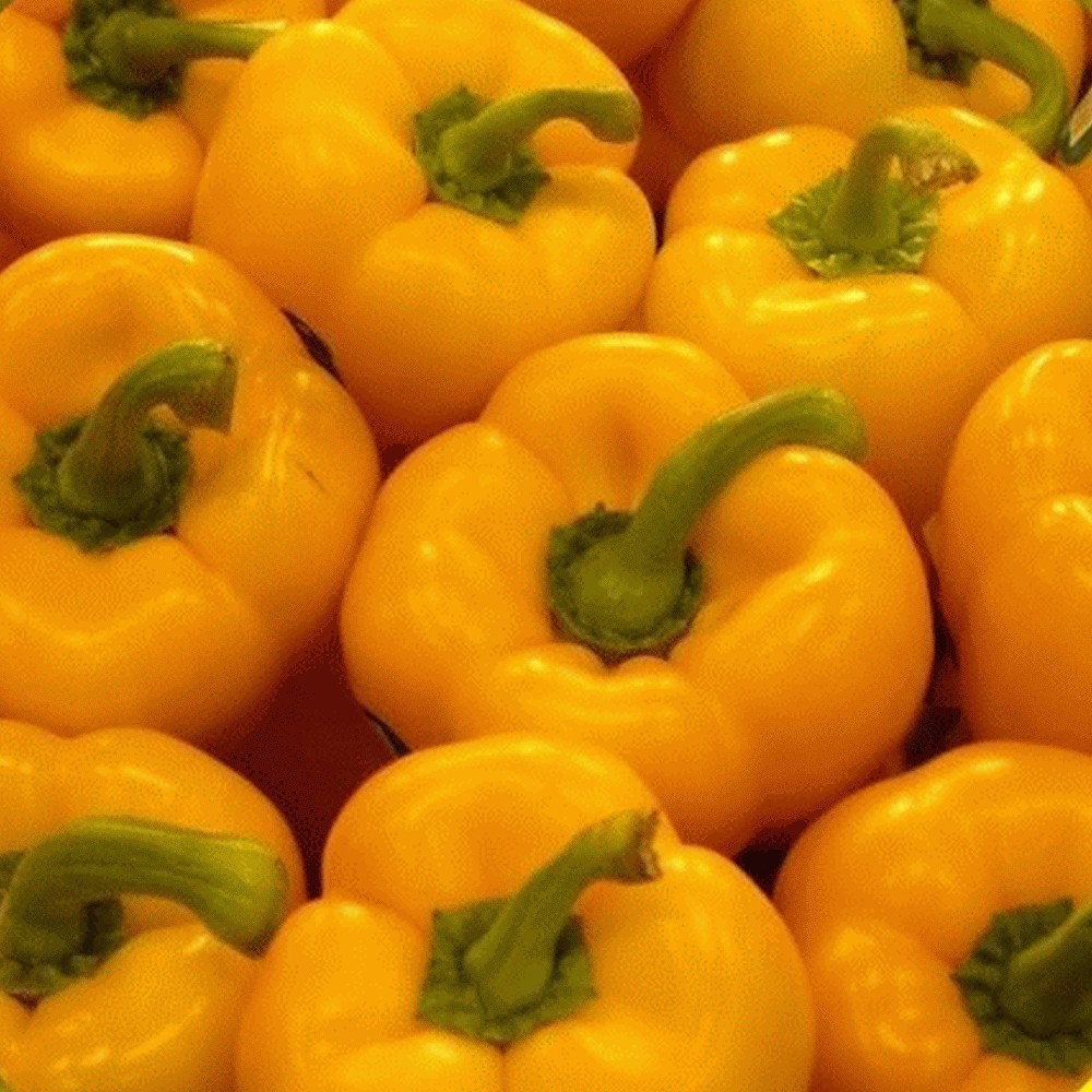Everwilde Farms - 1/4 Lb Sunbright Sweet Pepper Seeds - Gold Vault Bulk ...