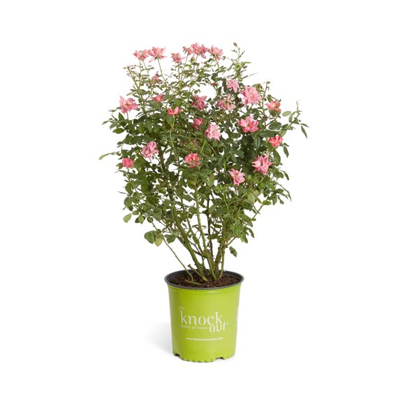 Double Knockout Rose