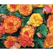 10 Roselily Felicia Bulbs - Walmart.com
