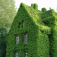20 Healthy Boston Ivy Seeds for Planting - Japanese Creeper Ivy ...