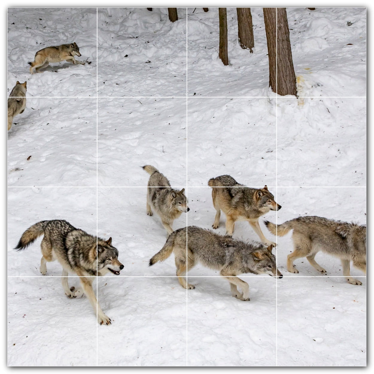 Picture-Tiles.com: Wolf Ceramic Tile Wall Mural WAL501231-44M. 24"W x ...