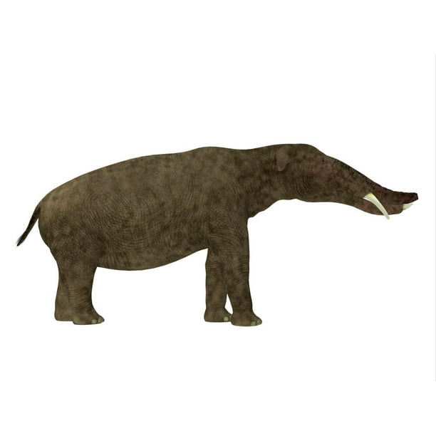 Platybelodon Mammal Side View Platybelodon Was A Herbivorous Extinct