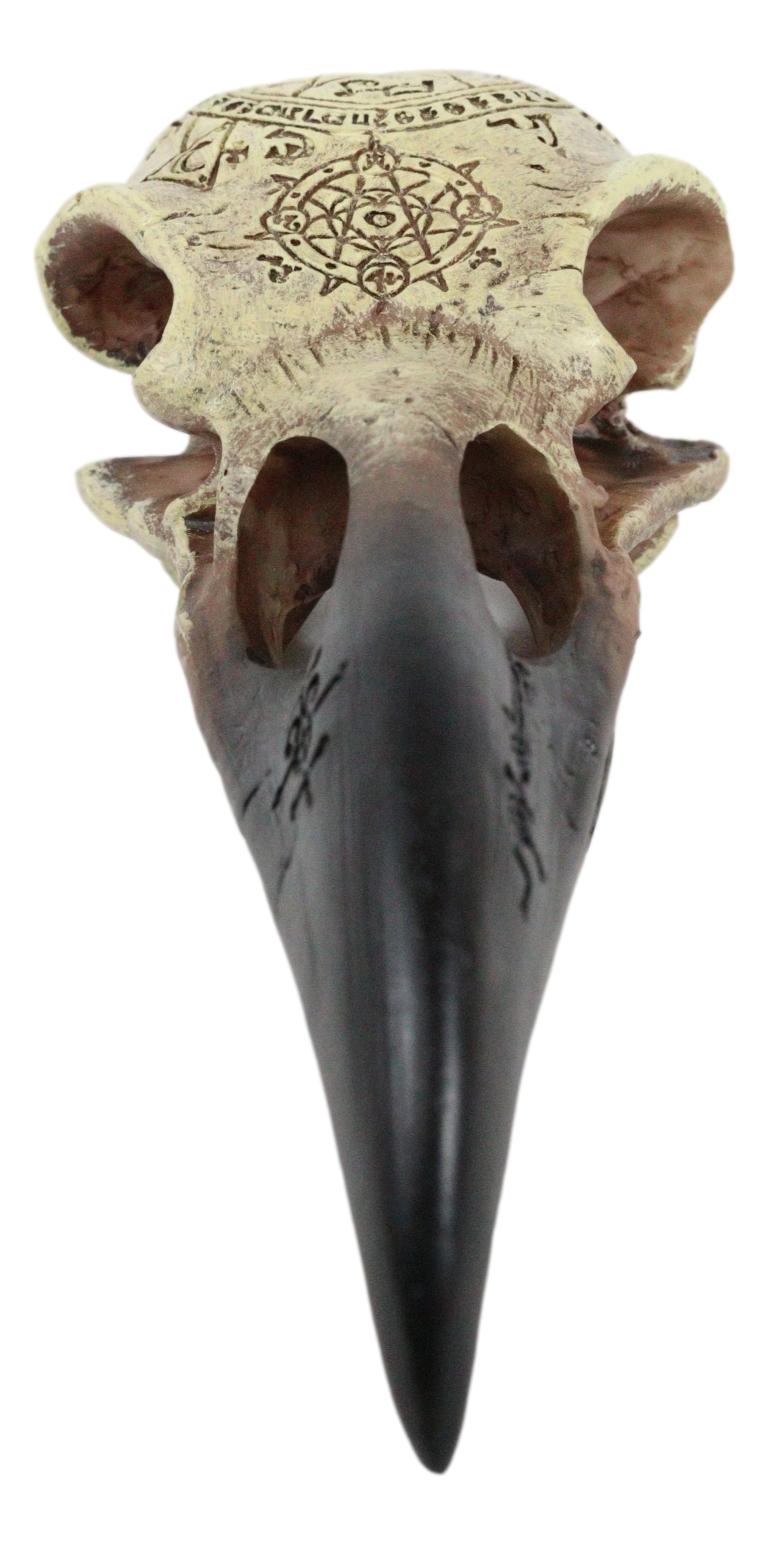 Ebros Pentagram Omega Alchemy Raven Crow Skull Figurine with Carved ...