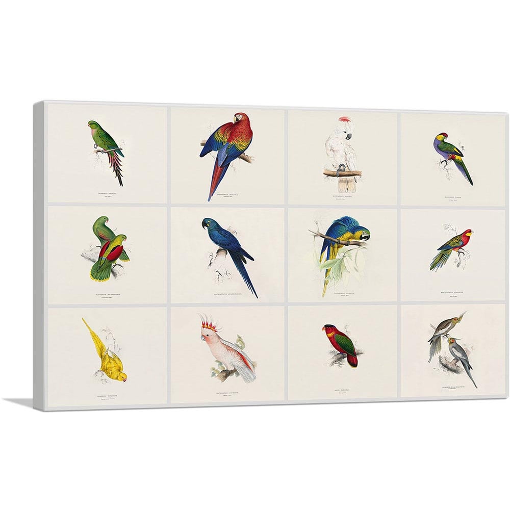ARTCANVAS Parrot Cockatoo Macaw Parakeet Collage Rectangle Canvas Art ...