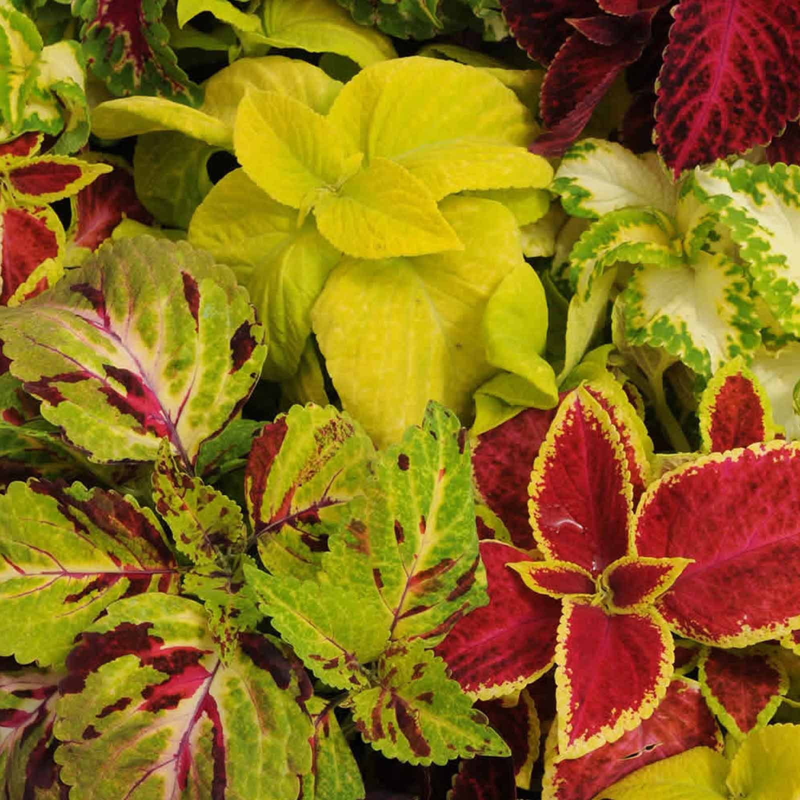 Wizard Coleus Seeds - Mix - 1000 Seeds - Decorative & Ornamental House ...