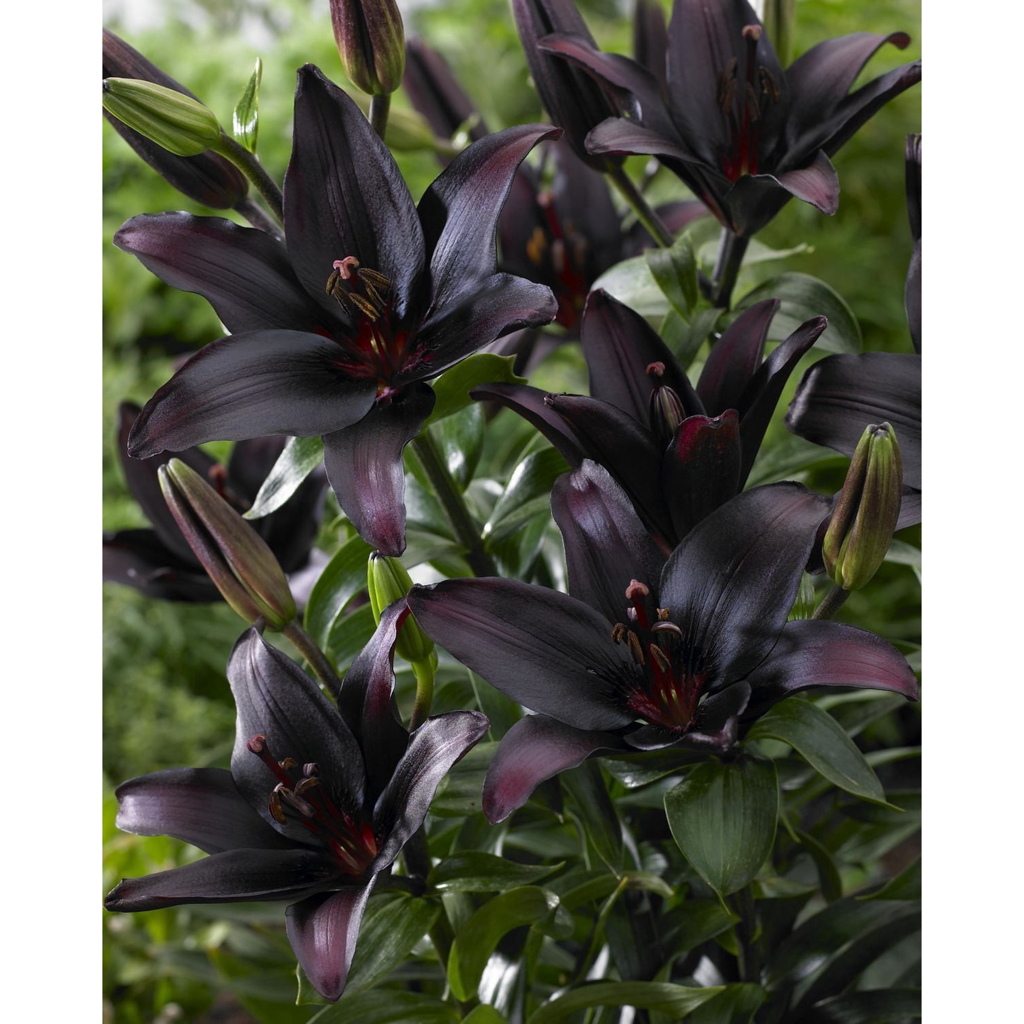 Click here for Tasc Flower Bulbs- Lilium Landini prices