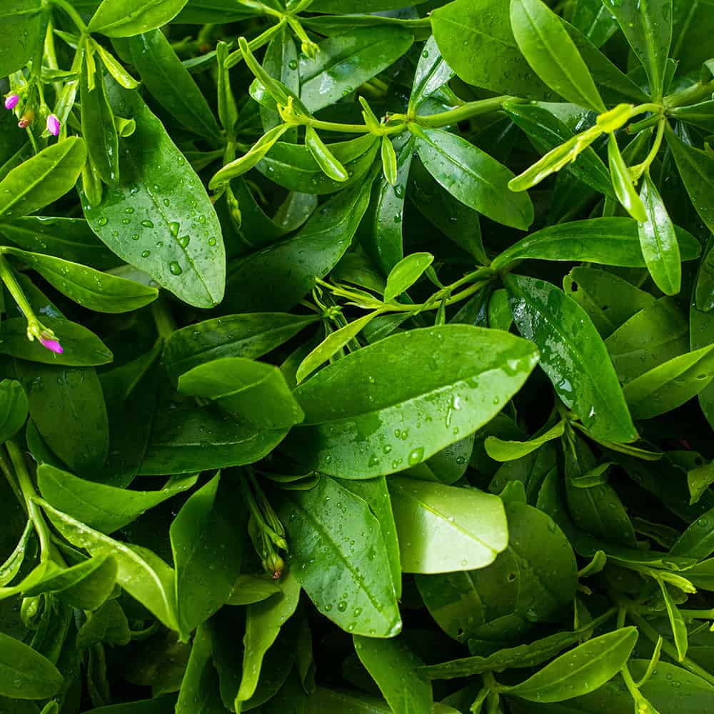 Farm Fresh Waterleaf, Efo Gbure, and Jewels of Opar: One Pound Per ...