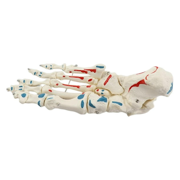 Flexible Foot Joint Model Diagram Muscle Ligament Plantar Foot Skeleton ...