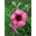 Set 2 Cherries Jubilee Allamanda Live Plants, Allamanda Blanchetii ...