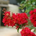 3 gal. Crape Myrtle Miss Frances Shrub with Pink Flowers - Walmart.com