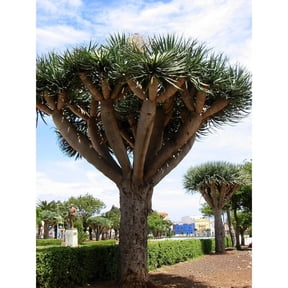 10 Dragon's Blood Tree Seeds (Dracaena draco) Exotic Canary Island Palm ...