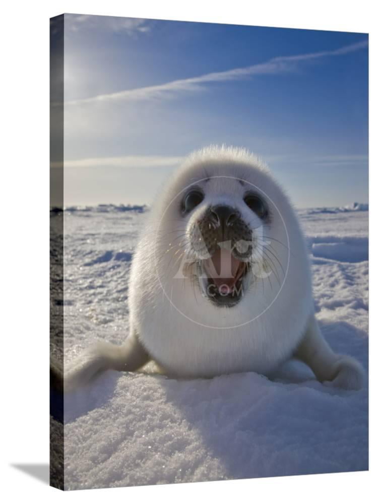 Harp Seal Pup on Ice, Iles De La Madeleine, Canada, Quebec, Animals ...