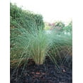 Sand Cord Grass 20 Live Plants Spartina Bakeri Drought Tolerant Low ...