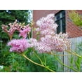 Rare Queen of The Prairie Seeds - 15 Seeds to Grow - Filipendula rubra ...