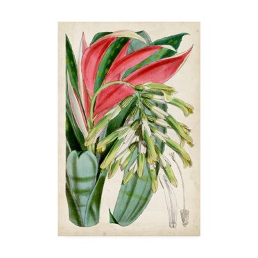 Trademark Fine Art 'Cropped Turpin Tropicals VIII' Canvas Art by Vision ...