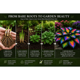 Midnight Blue Rainbow Hostas for Planting Outdoors--Easy Grow & Quick ...