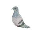 Rirozkan Realistic Pigeon Plush Toy, 8in Soft Cuddly Simulation Bird ...