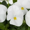 Expert Gardener 1PT White Clear Pansy Live Annual Plant Sun 6-Pack ...