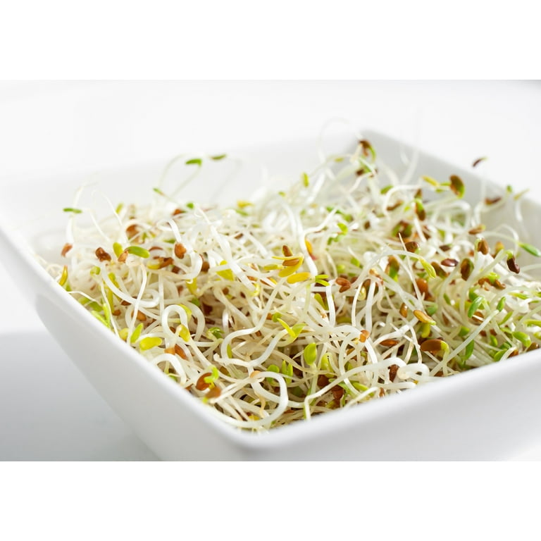 Alfalfa Sprouts Seeds