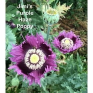 California Poppy, 100+ Seeds, Beautiful Bright Orange, Perfect Poppies ...