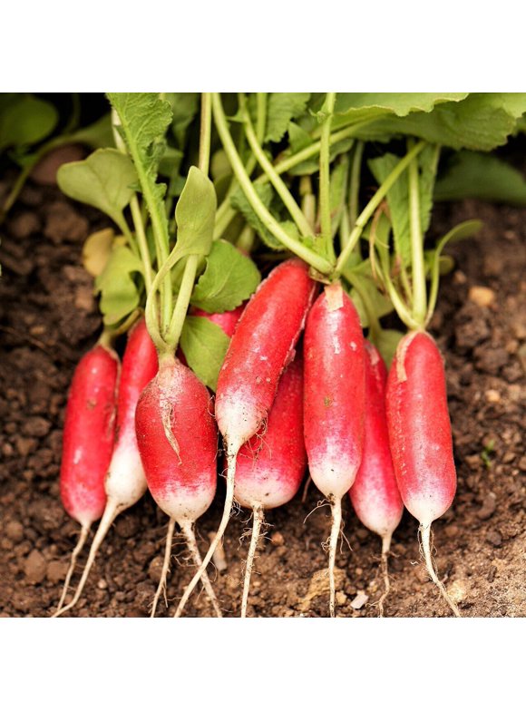 Radish Seeds in Seed Gardening - Walmart.com