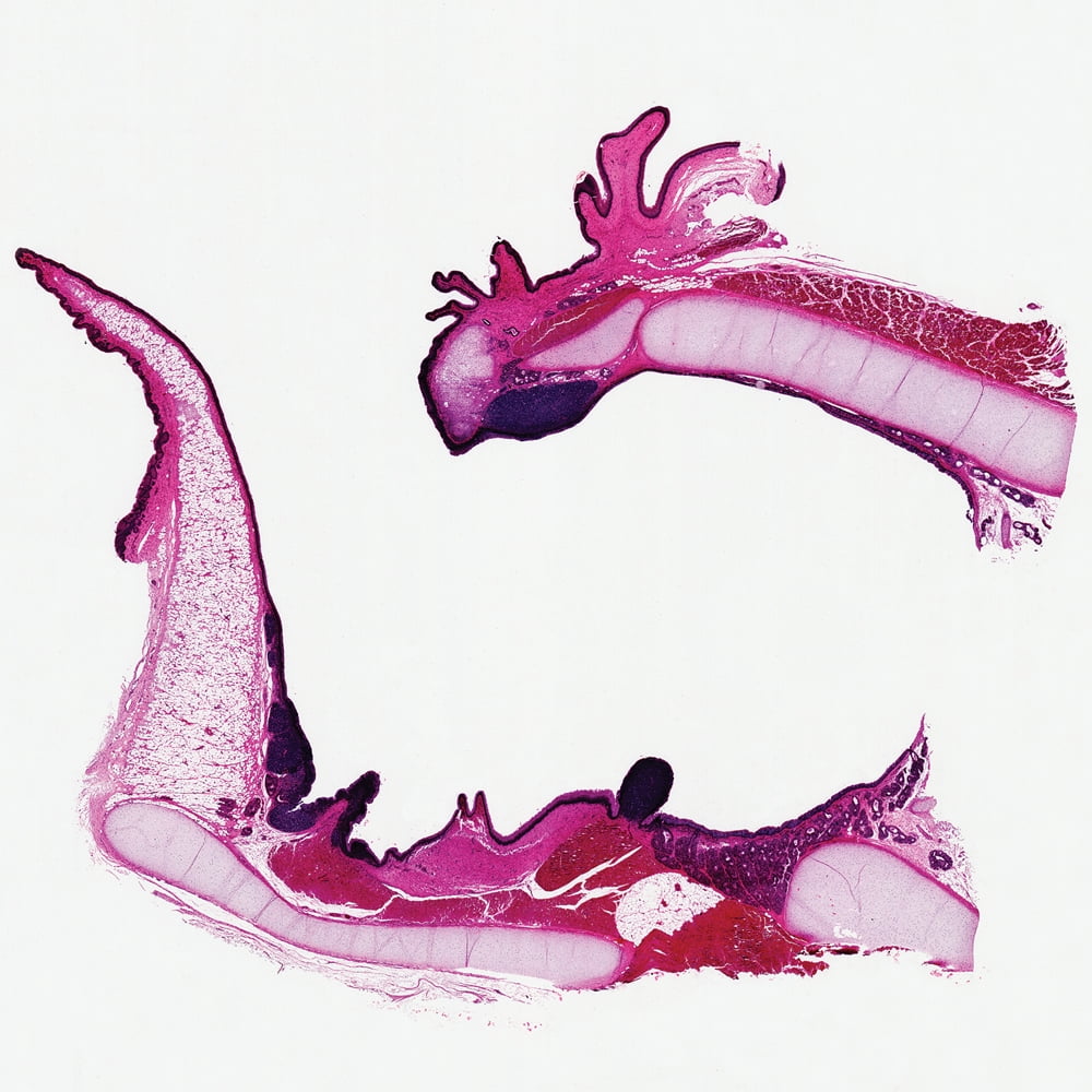 Larynx Microscope Slide