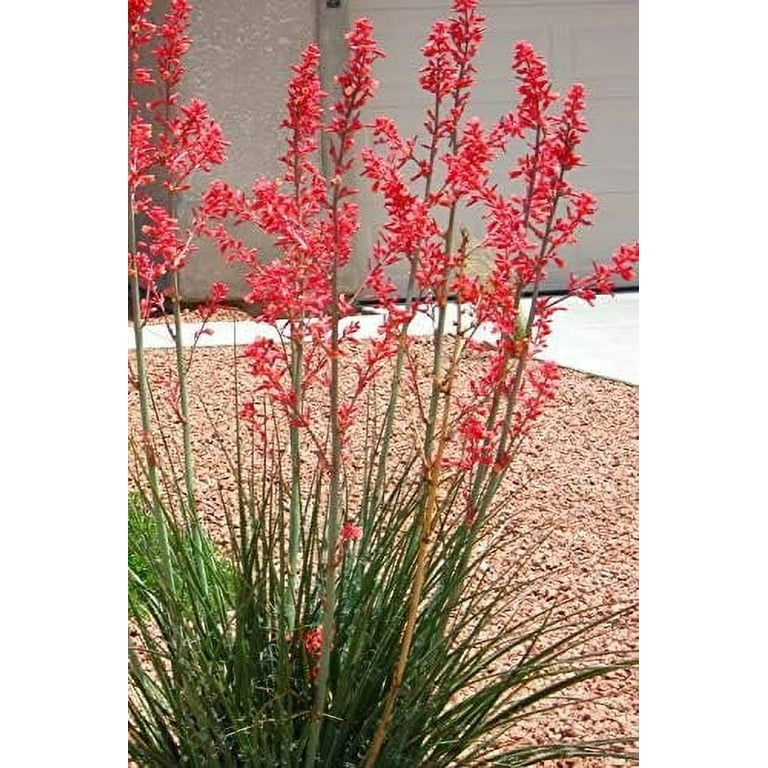 Red Yucca Plants