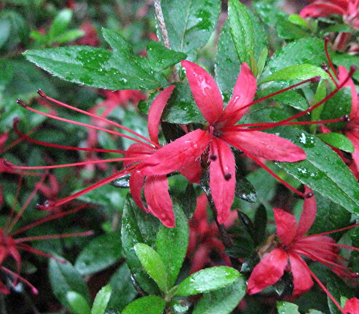 Treasure of Age Chojuho Satsuki Dwarf Azalea - 4" Pot - Walmart.com