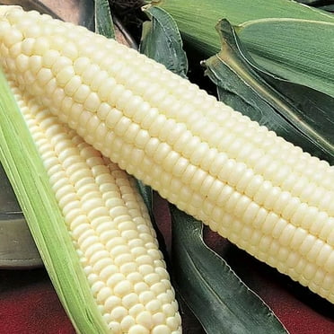 Serendipity Hybrid Triplesweet Corn Garden Seeds - 20 Gram Packet - Non ...