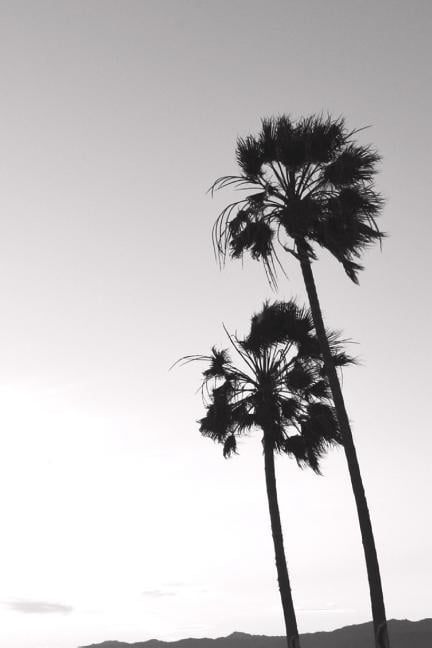 Journal: Black & White Palm Trees, Venice Beach, California, 150 Blank ...