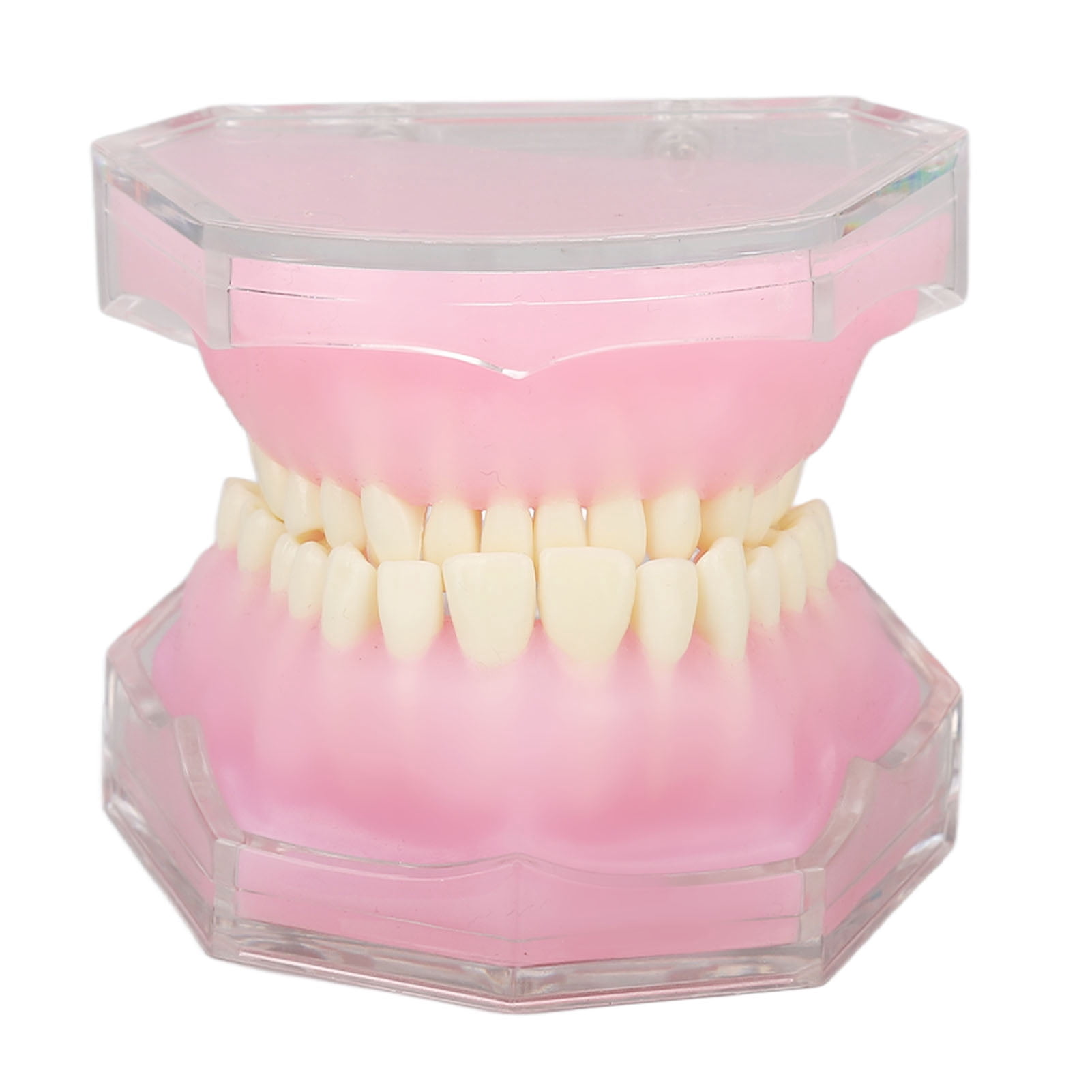 Modelo de Diente, Modelo de Diente Modelo de Dientes Dentales ...