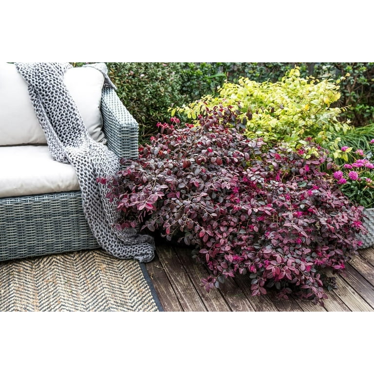 Plum Delight Loropetalum