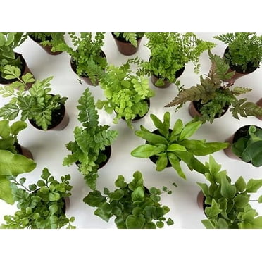 Mini Fairy Garden - Terrarium Fern Assortment - 6 Live Plants in 2 Inch ...